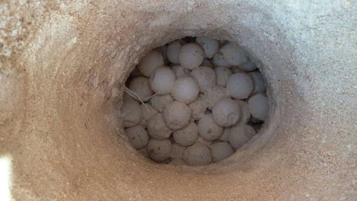 Eggs in a safe nest – Land and Life Foundation